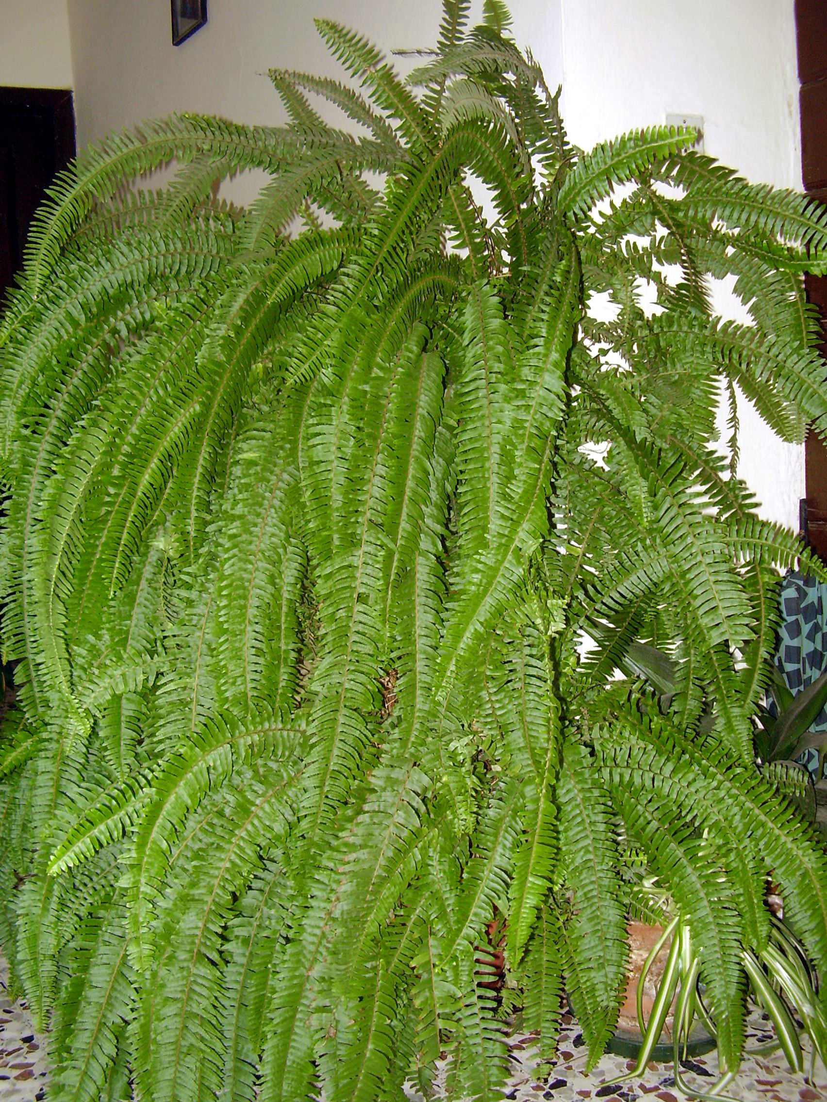 Soccorrere le felci, stella bianca, immacolato bucaneve - Vita Trentina