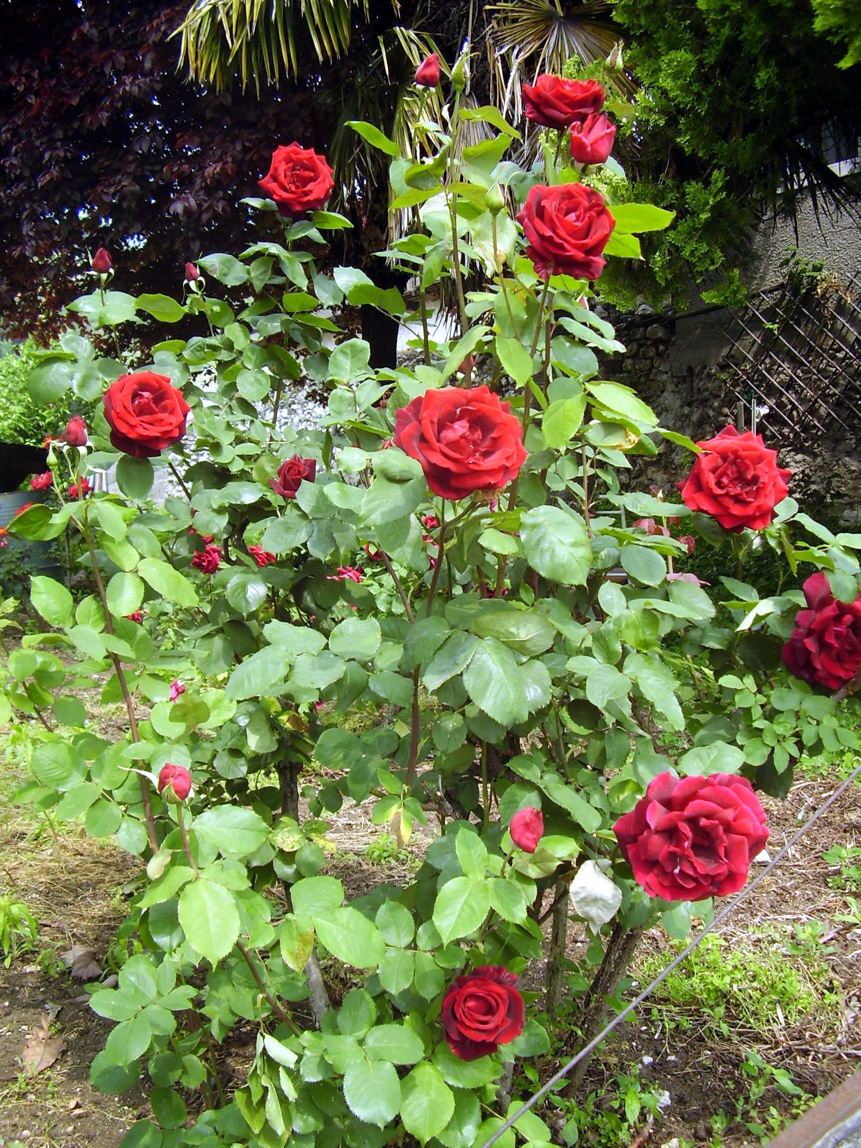 Taglio ritardato, pensare ai gerani, la canfora - Vita Trentina