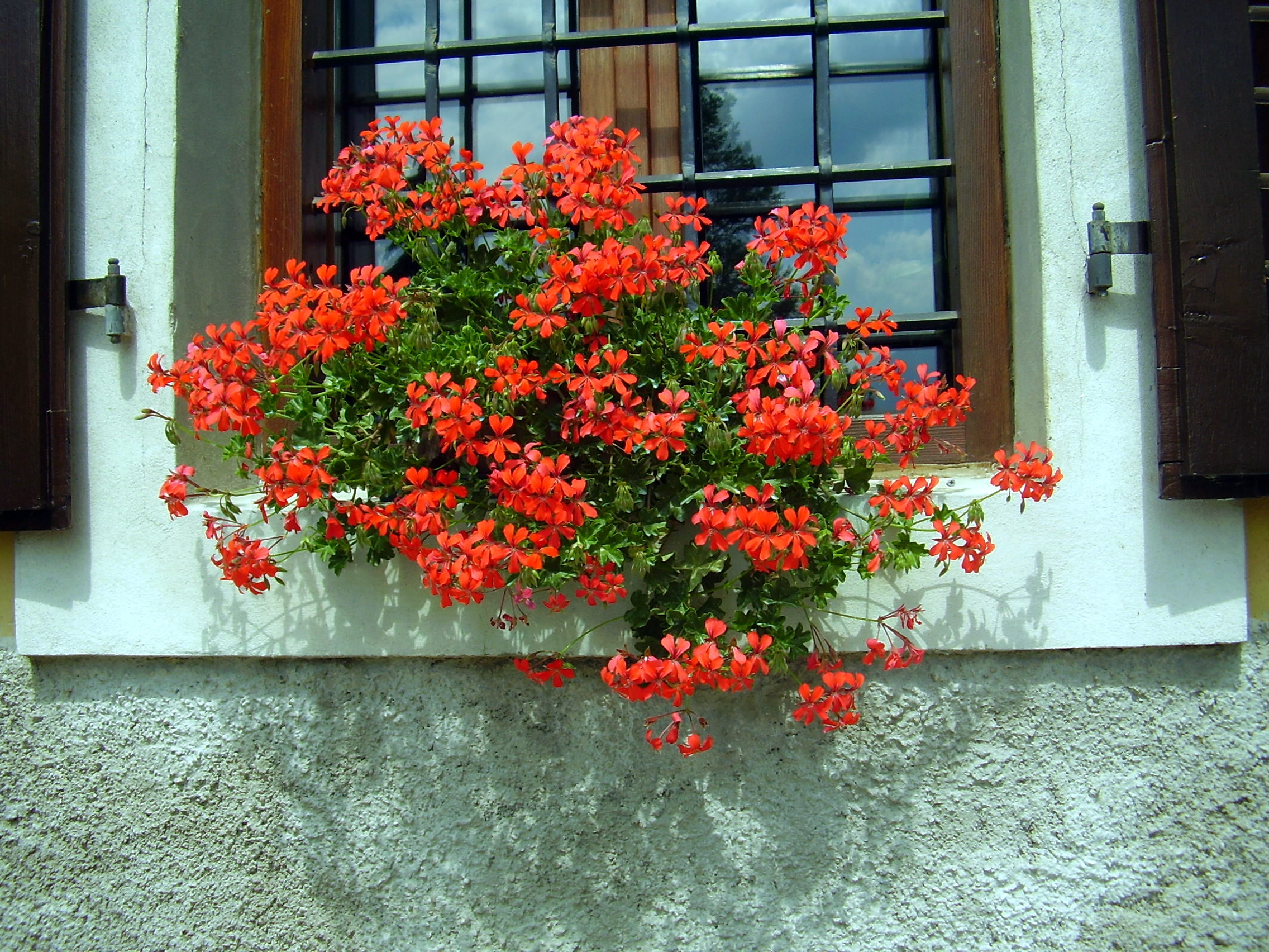 Talee di geranio, ecco come farle - Vita Trentina