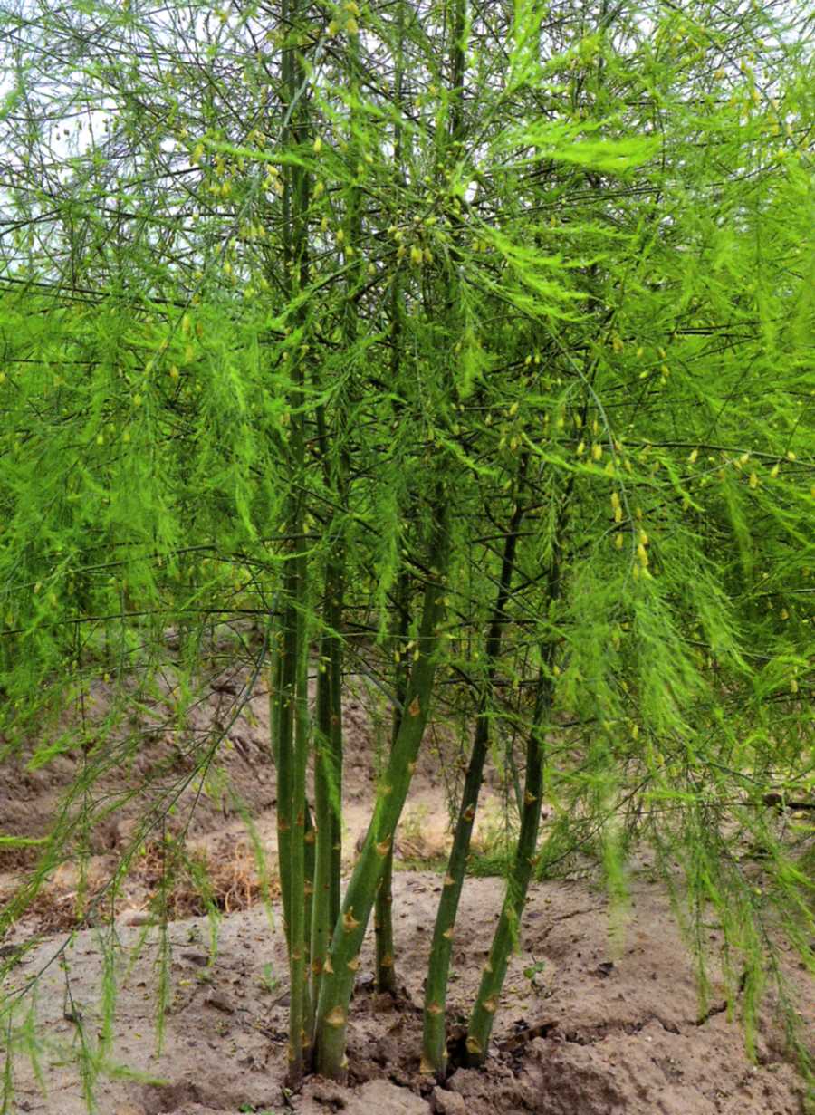 Pulire l'asparagiaia - Vita Trentina