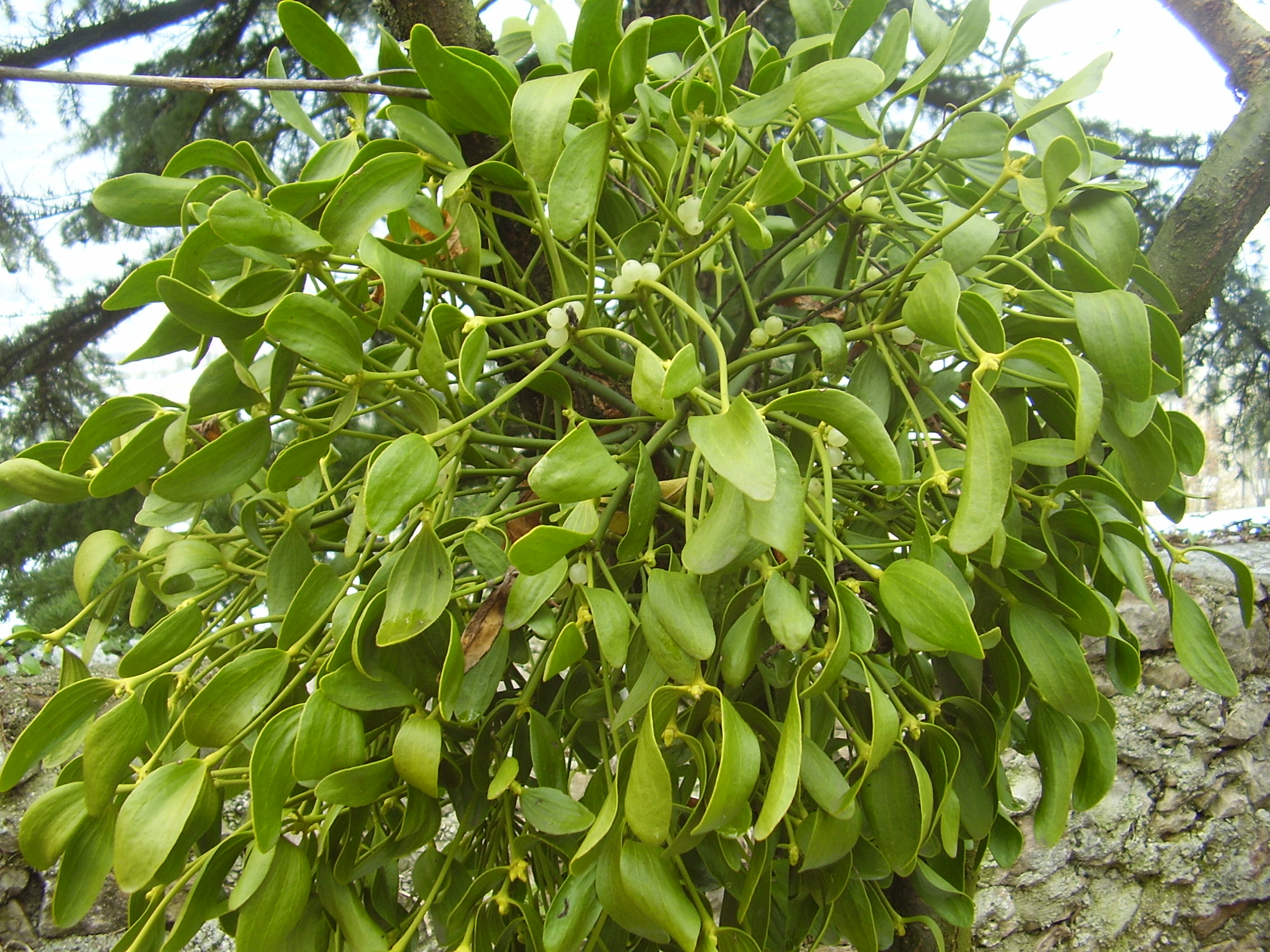 Vischio portafortuna - Vita Trentina