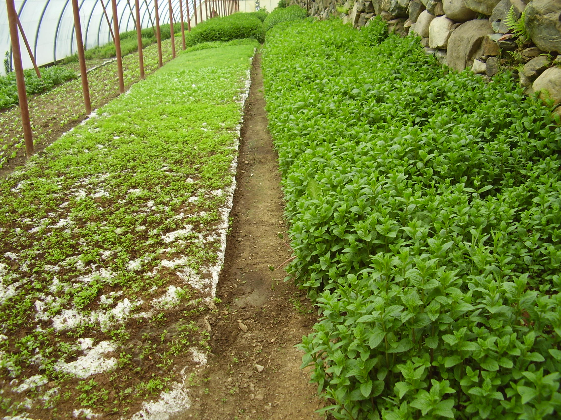 Coltivare piante officinali, che passione - Vita Trentina