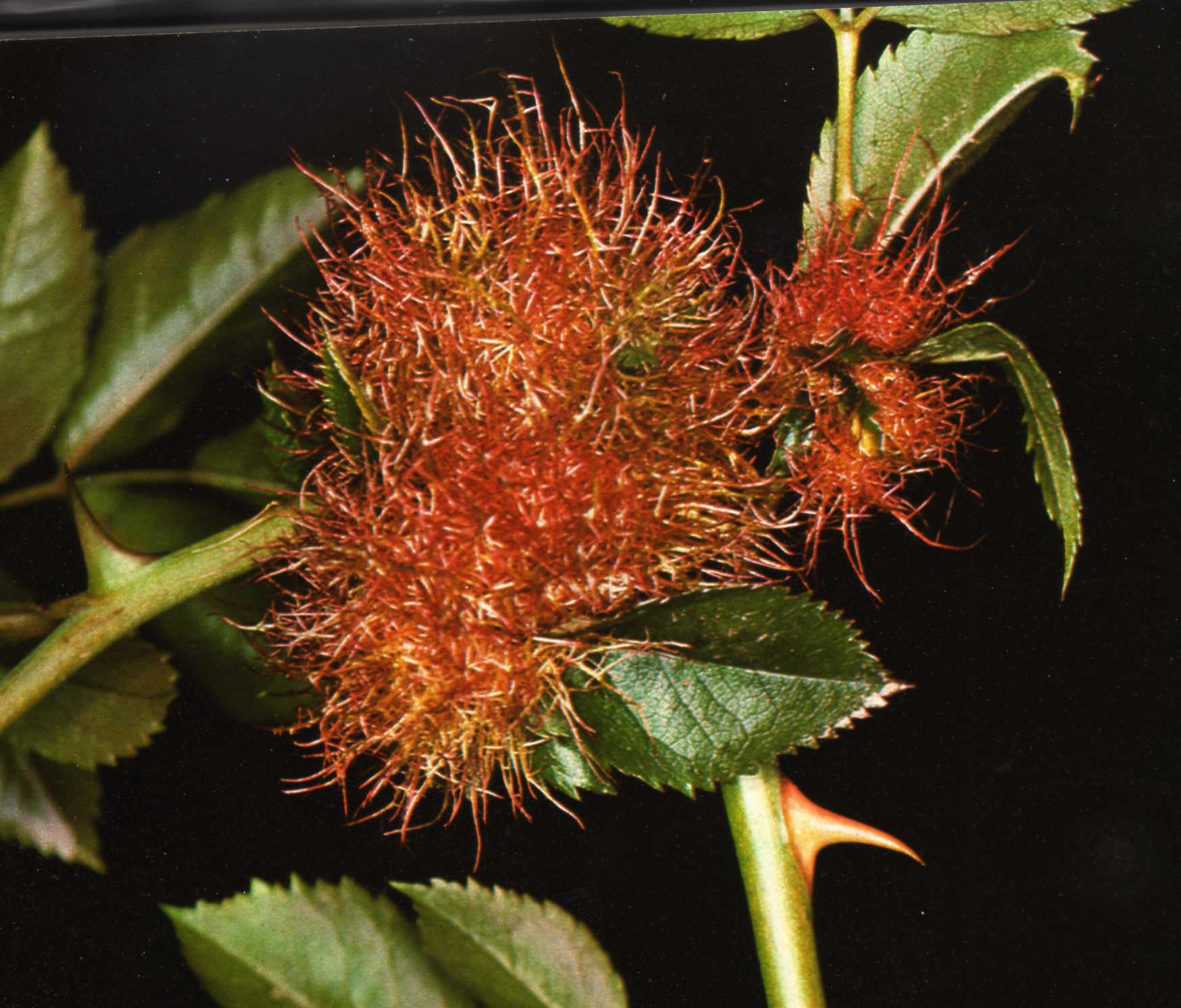 Segreti nell'orto - Vita Trentina