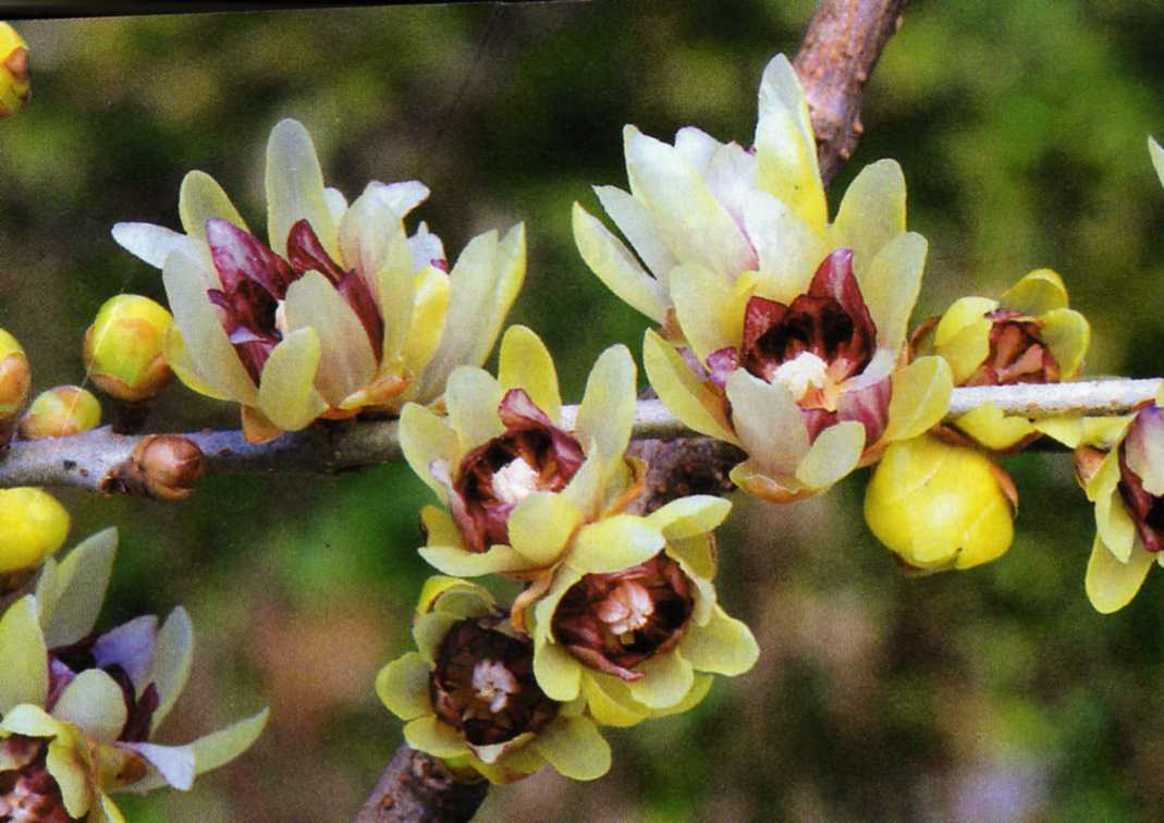 Seminare il calicanto - Vita Trentina