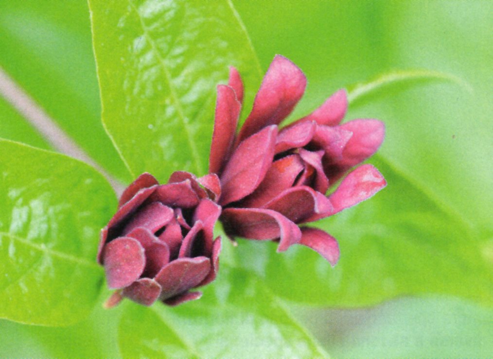 Calicanto estivo - Vita Trentina