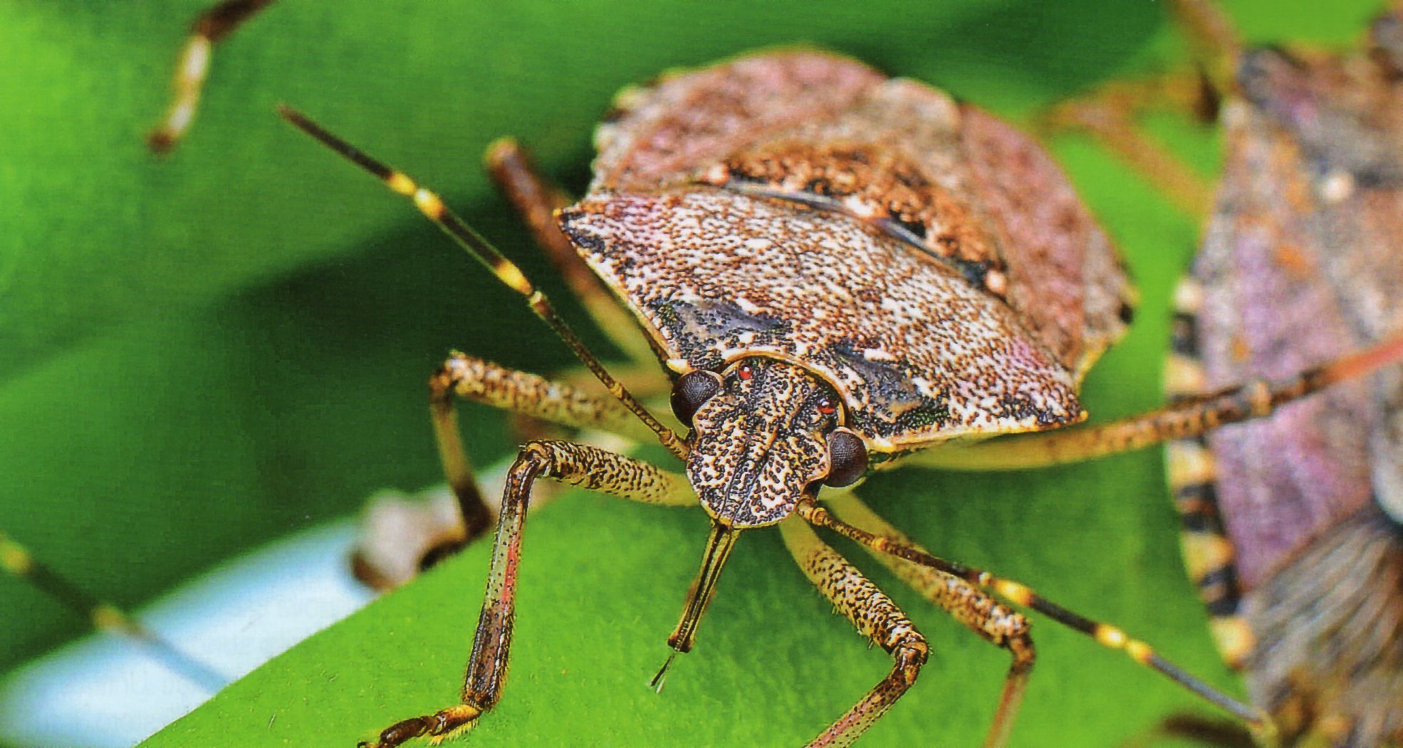 Insetto senza tetto - Vita Trentina