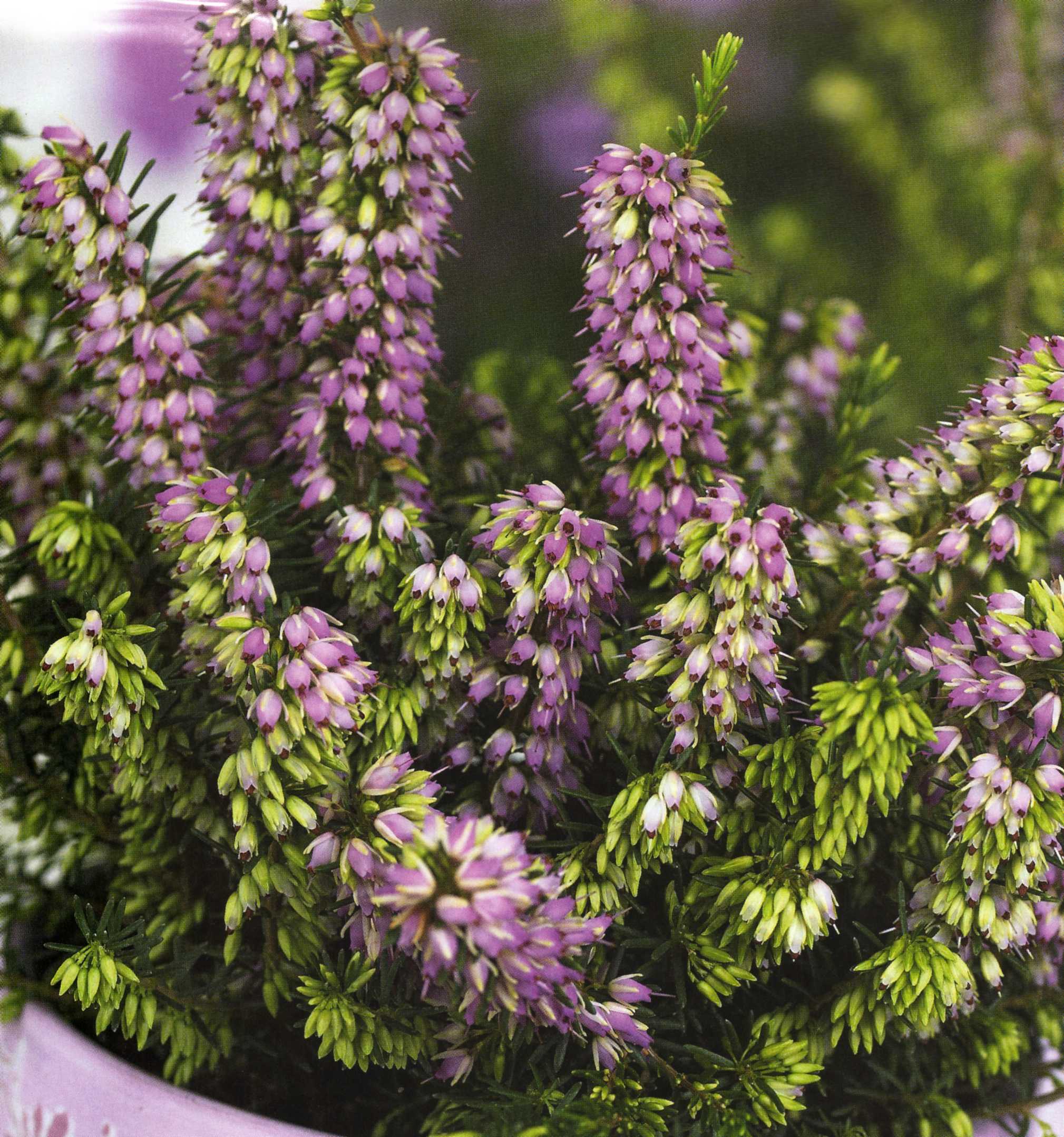 In giardino cosa piantare sotto le conifere? - Vita Trentina
