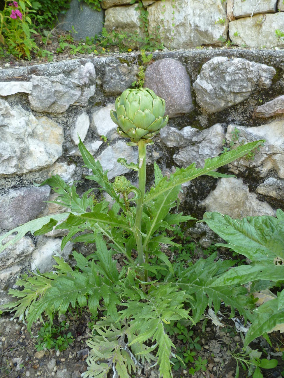 Il carciofo - Vita Trentina