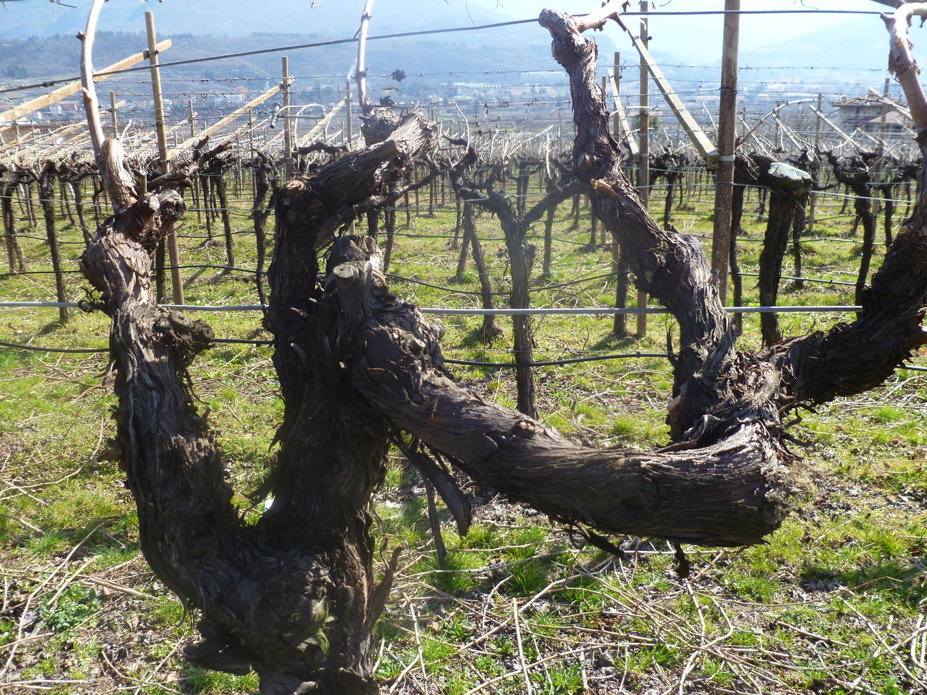 Viti resistenti? Tempi lunghi... - Vita Trentina