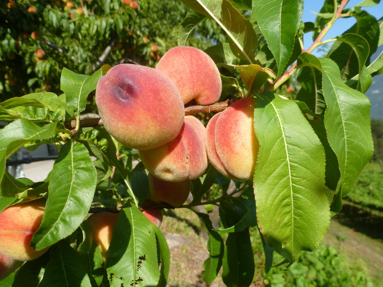 Difendere i peschi - Vita Trentina