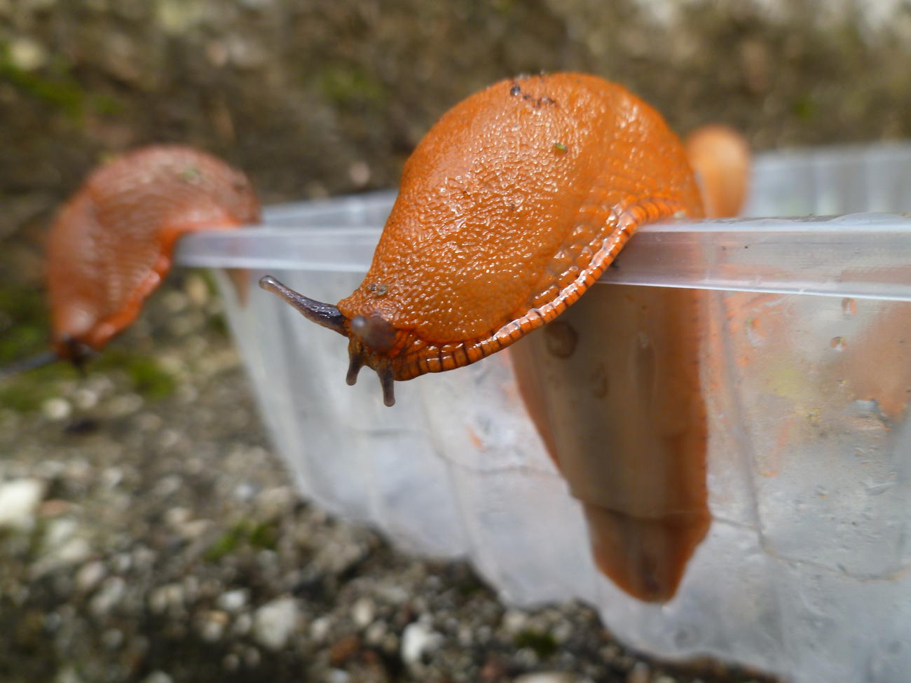 Limacce voraci - Vita Trentina