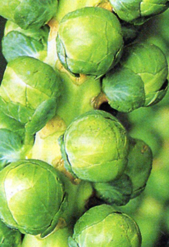 Cavoletto di Bruxelles - Vita Trentina