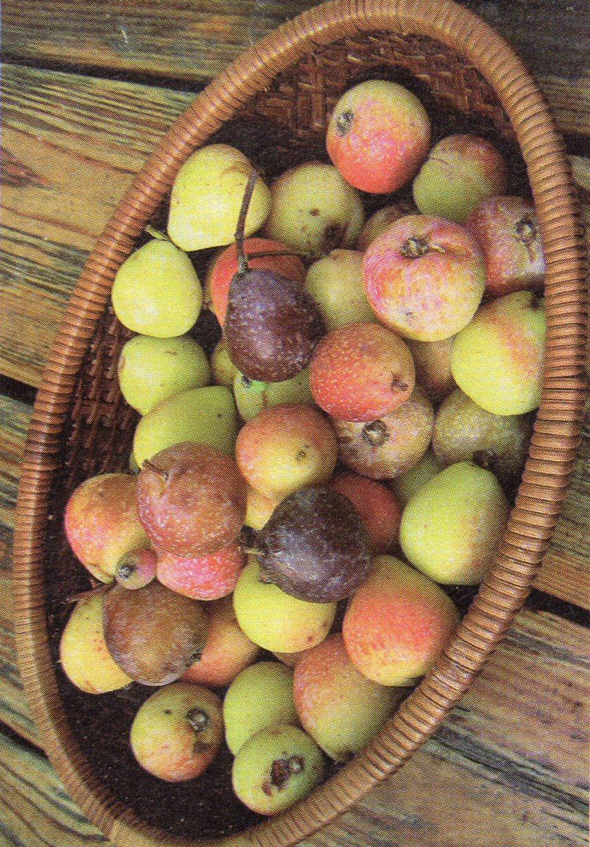 Sorbe gustose - Vita Trentina