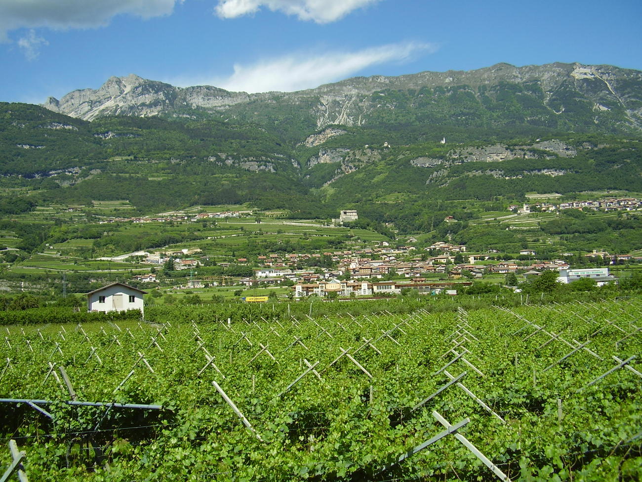 Vigneti in confusione - Vita Trentina