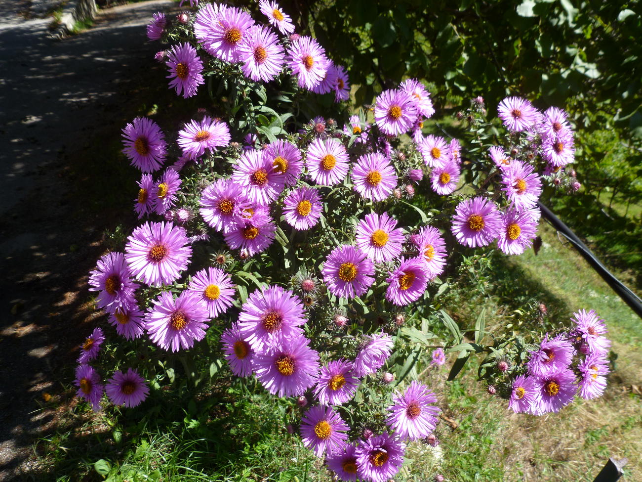 Settembrini, fiori d'autunno - Vita Trentina