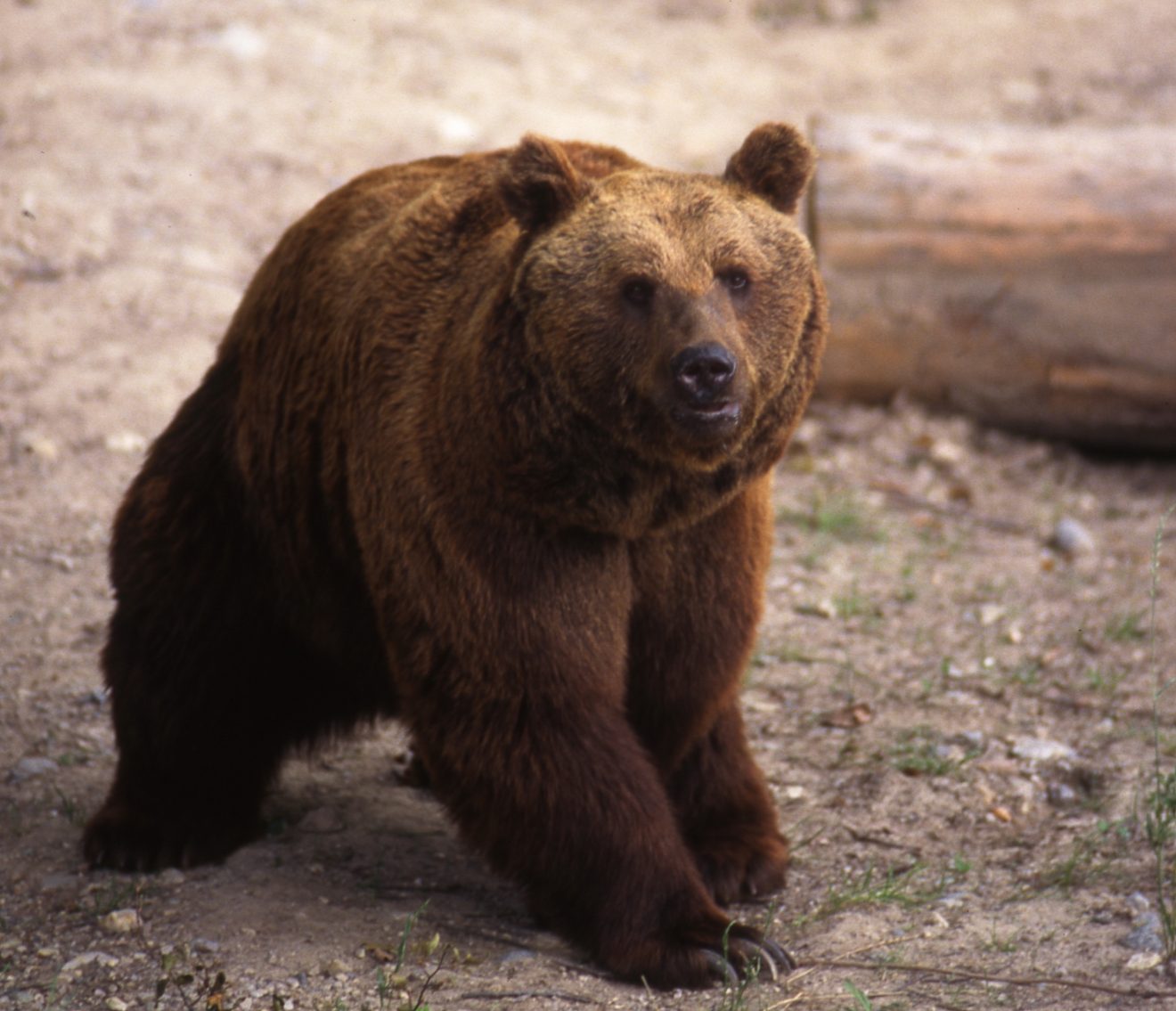 Rinvenuto il collare, l'orso M49 è senza geolocalizzazione - Vita Trentina