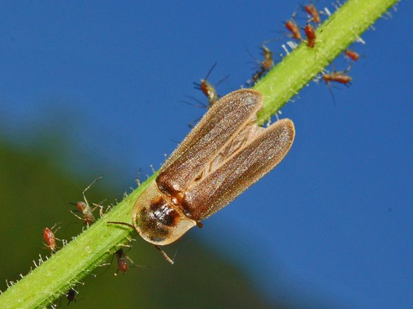 La lucciole, quegli insetti a mezz’aria che si travestono di stelle ...