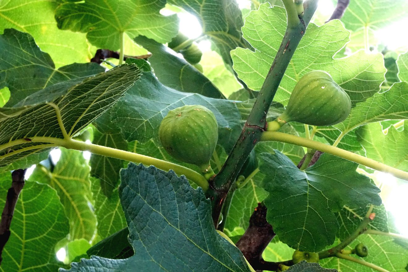 Il fico, pianta legata alla fertilità - Vita Trentina
