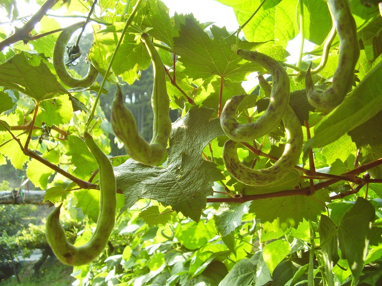 Grisotto, baccelli teneri e gustosi - Vita Trentina