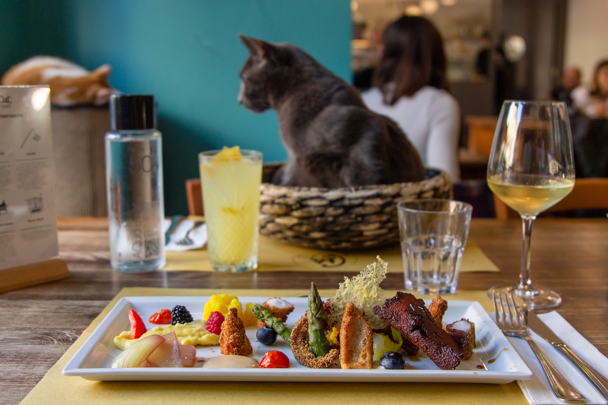 A Trento sabato 10 giugno l'inaugurazione del "Gatizole Cat Café ...